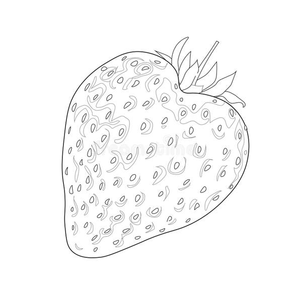 Strawberry Line Drawing Vector Illustration Stock Vector - Illustration ...
