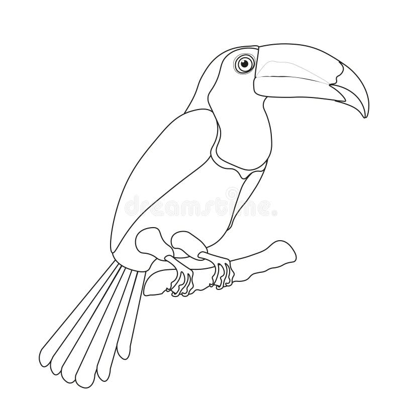 Toucan Bird Line Drawing Vector Illustration Stock Vector ...