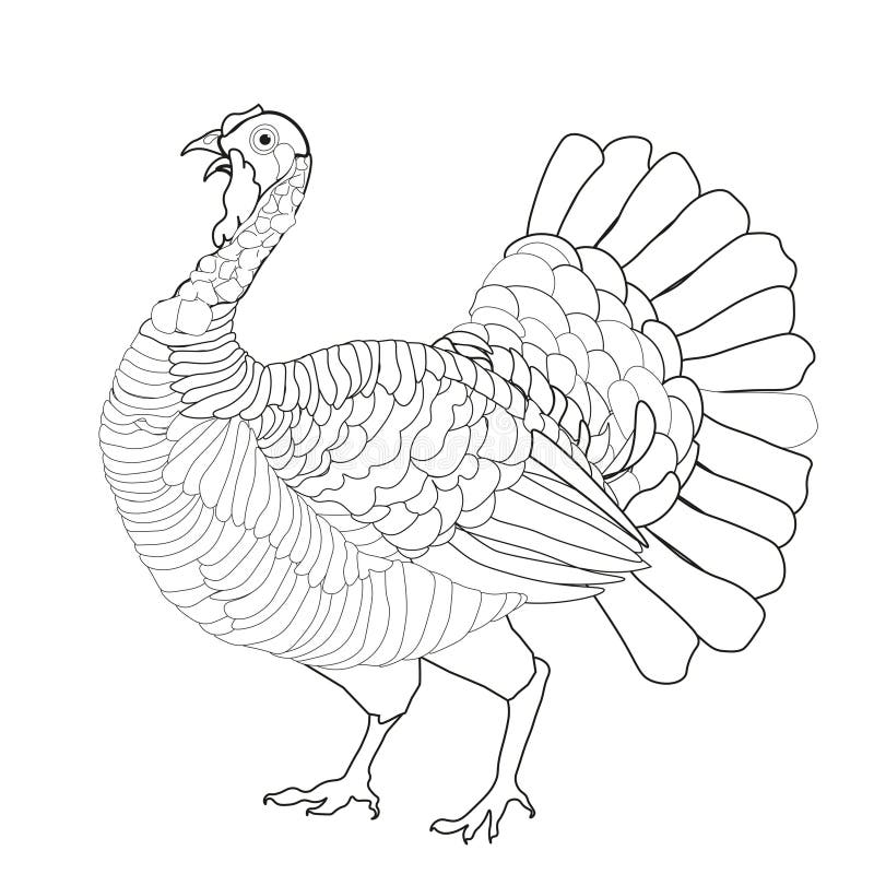 Turkey Line Drawing Vector Illustration Stock Illustration ...