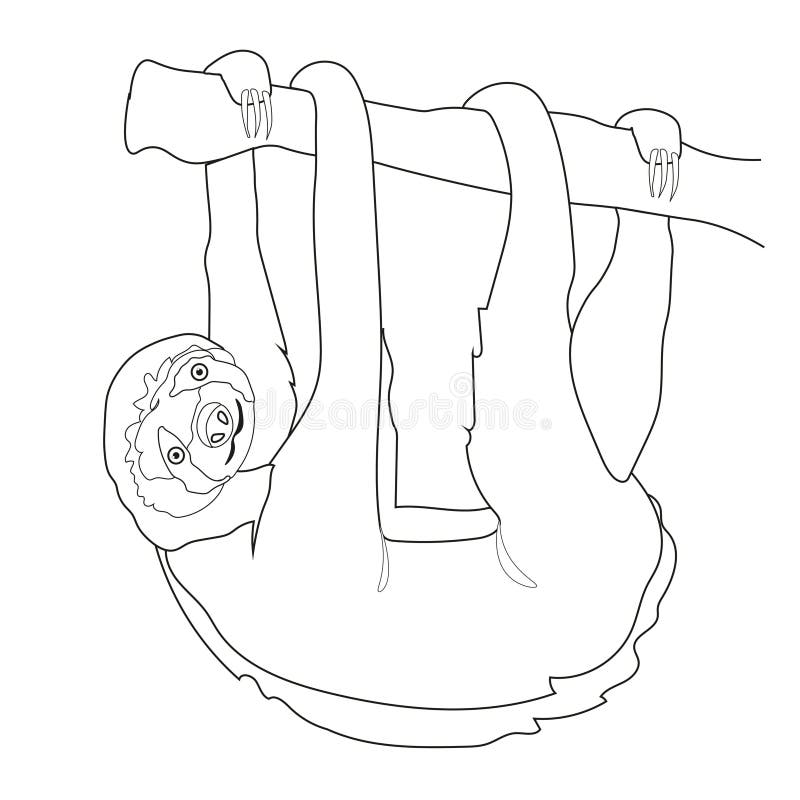 Line Drawing of a Unau Vector Illustration Stock Vector - Illustration ...