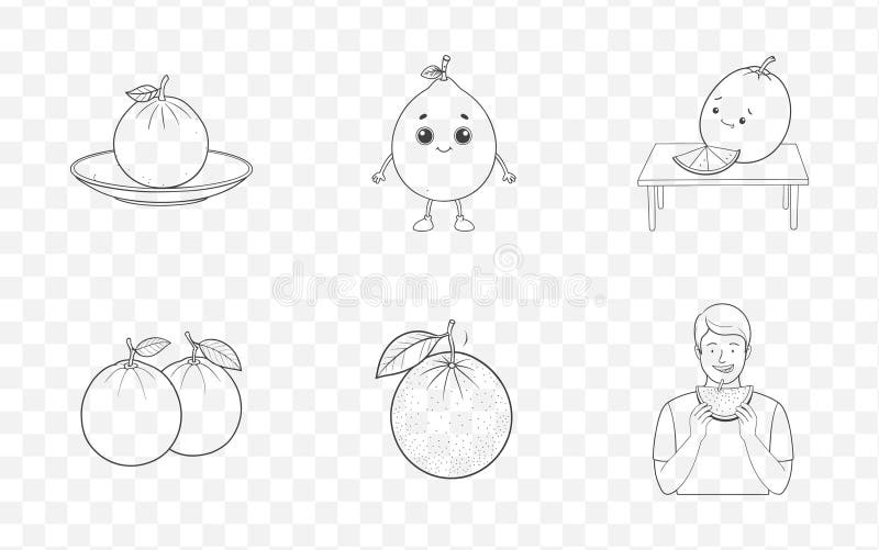 Pomelo Fruit Line Art Collection Stock Vector - Illustration of drawing ...