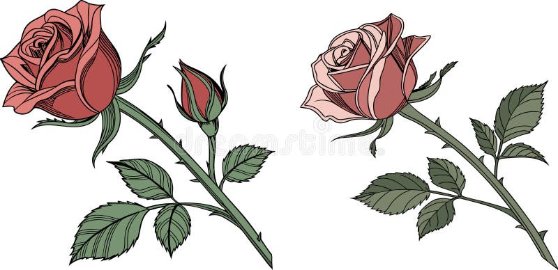 Elegant Rose Illustration with Detailed Floral Line Art Stock Vector ...