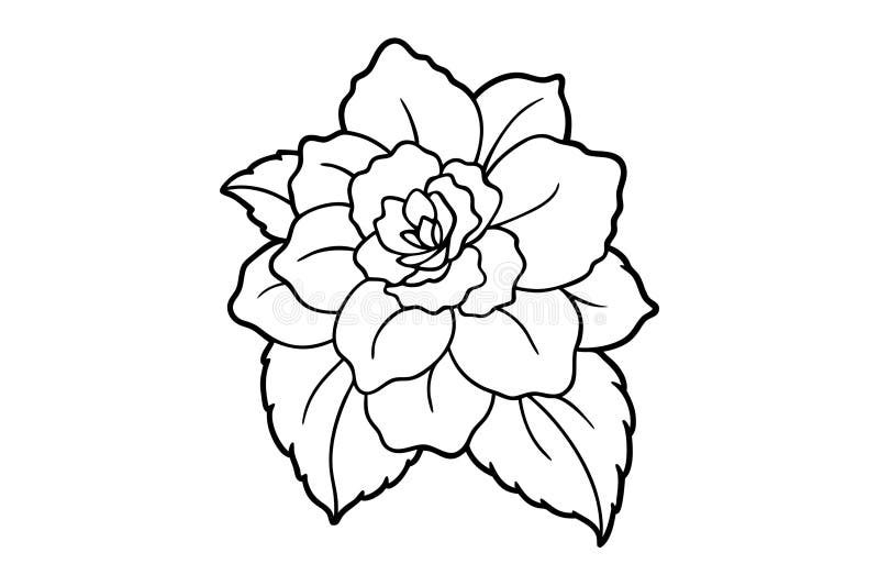 A Pink Begonia with Waxy, Delicate Petals Stock Vector - Illustration ...