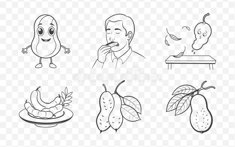 Tamarind Nature Inspired Line Drawings Stock Illustration ...