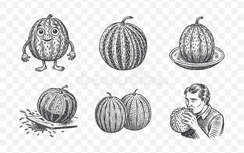 Winter Melon Outline Collection in High Detail Stock Vector ...