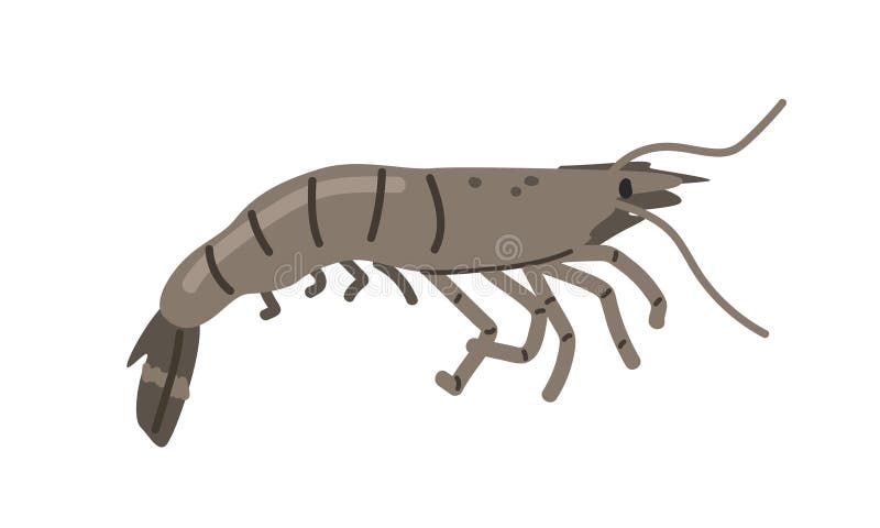 Prawn Cartoon Clipart. Cute Alive Shrimp or Prawn Vector Illustration ...