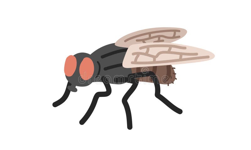 Fly Cartoon Clipart. Cute Common Housefly (Musca Domestica) Vector ...