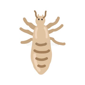 Louse Cartoon Clipart. Head Louse (Pediculus Humanus Capitis) Vector ...