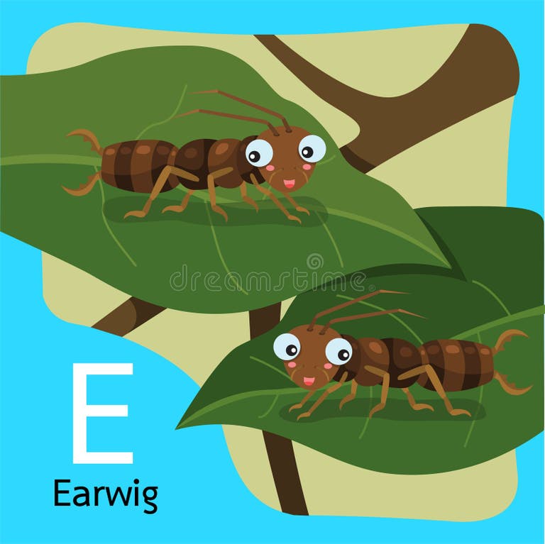 Earwig Stock Illustrations – 1,630 Earwig Stock Illustrations, Vectors ...