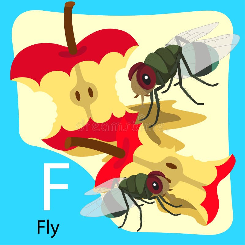 Illustrator of F is Fly for Bug Stock Vector - Illustration of sketch ...