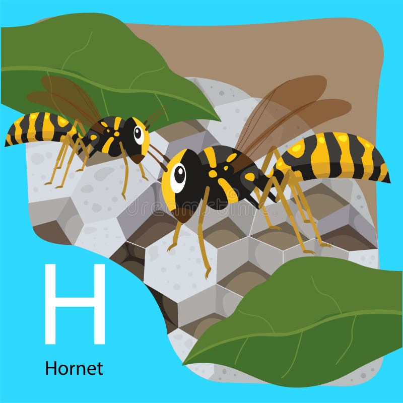 Illustrator of H is Hornet for Bug Stock Vector - Illustration of ...
