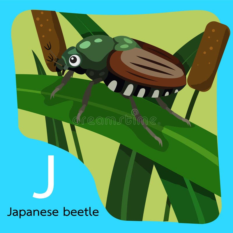 Illustrator of J is Japanese Beetle for Bug Stock Vector - Illustration ...