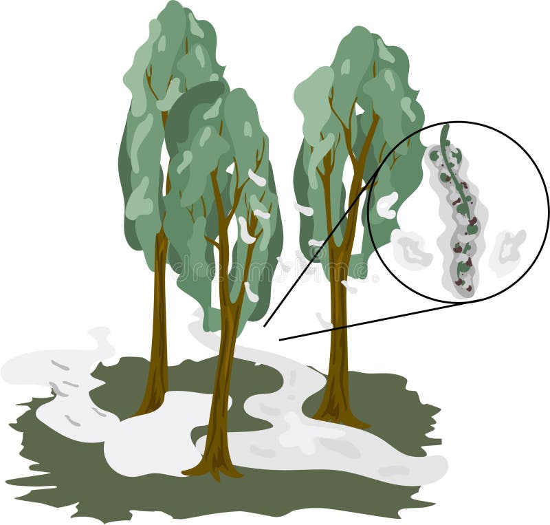 Group of Poplar Trees and Poplar Fluff Underneath Them. Stock Vector ...