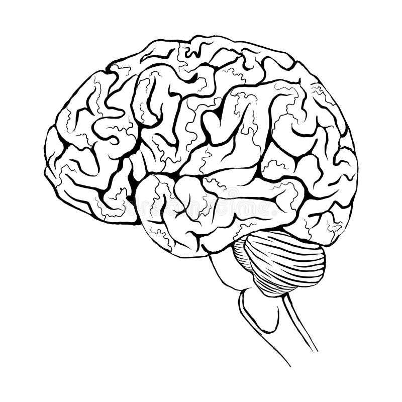Sketch of Human Brain in Profile with Black Lines. Stock Vector ...