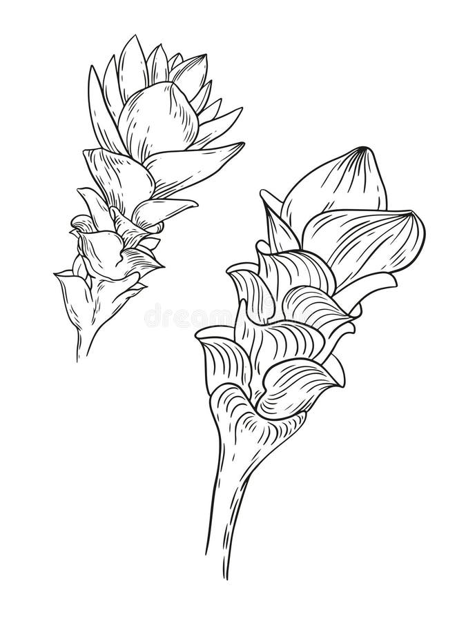 Curcuma Alismatifolia Linear Botanic Illustration, Turmeric Flower for ...
