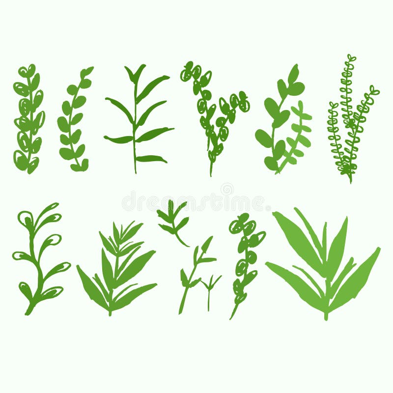 Hand-Drawn Greenery Illustration Set Stock Illustration - Illustration ...