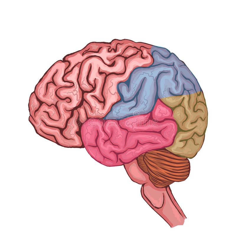 Drawing of the Brain with Sections Highlighted in Color. Stock ...