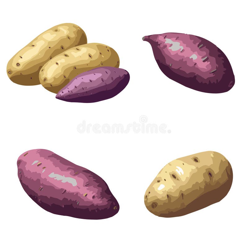 Set of Potatoes and Sweet Potatoes Stock Vector - Illustration of ...