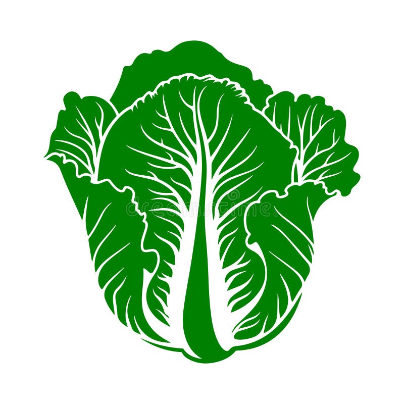 Hand Drawn Cabbage Vector Art Design Stock Vector - Illustration of ...
