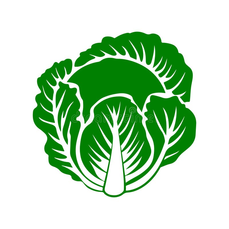 Fresh Green Cabbage Vector Illustration Stock Vector - Illustration of ...