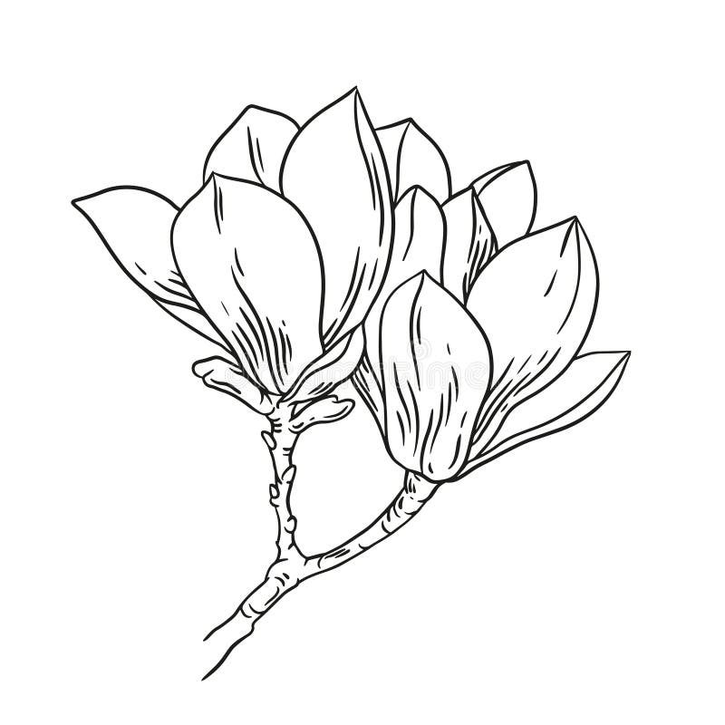 Magnolia Flowers Outline Drawing. Vector Line Art. Spring Flowers Stock ...