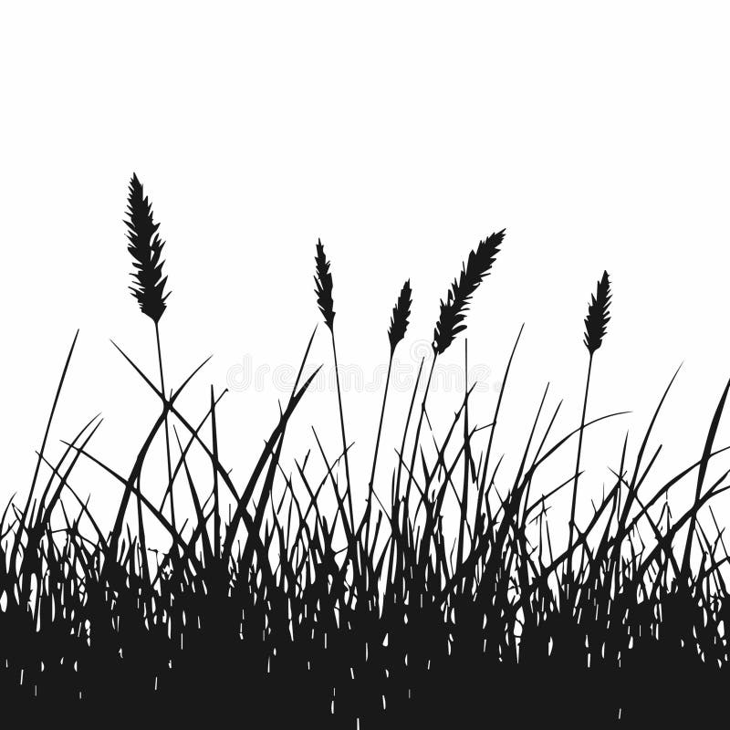 Wild Grass Silhouette with Tall Wheat-Like Stems Blowing Stock ...