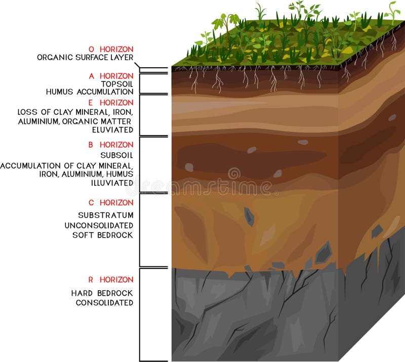 Scheme of a Cross Section of a Soil, Revealing Horizons with Titles ...