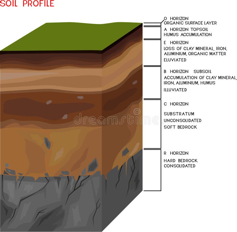 Scheme of a Cross Section of a Soil, Revealing Horizons with Titles ...