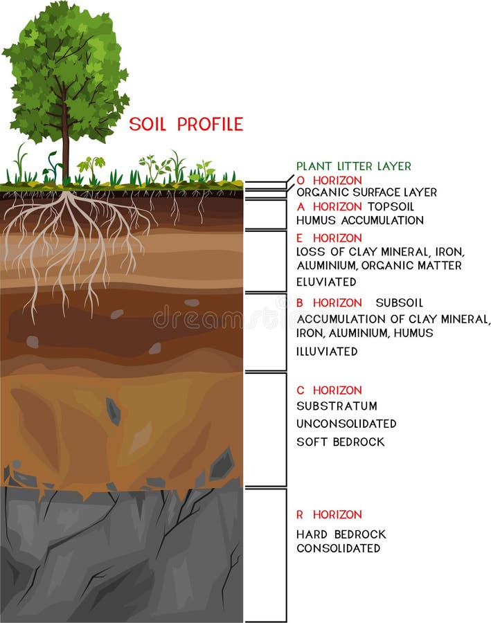 Scheme of a Cross Section of a Soil, Revealing Horizons with Titles ...