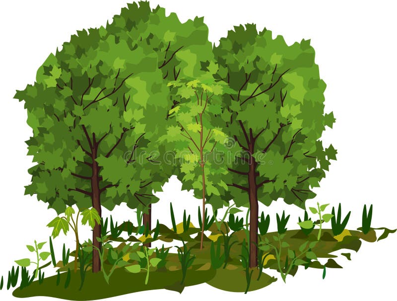 Group of Cartoon Deciduous Trees with Green Crowns and Herbaceous ...