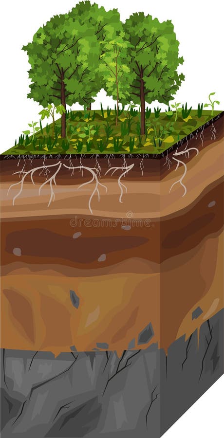 Scheme of a Cross Section of a Soil, Revealing Horizons Stock Vector ...
