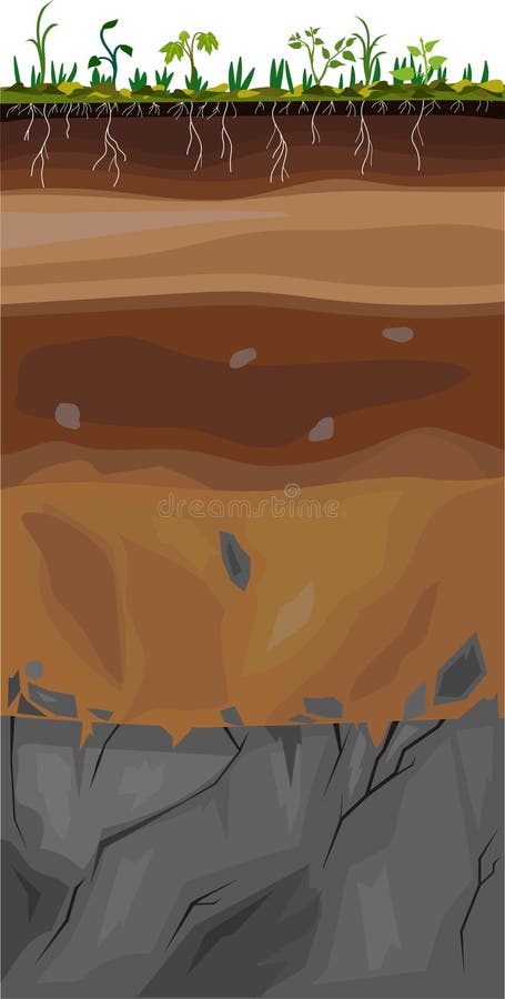 Scheme of a Cross Section of a Soil, Revealing Horizons Stock Vector ...