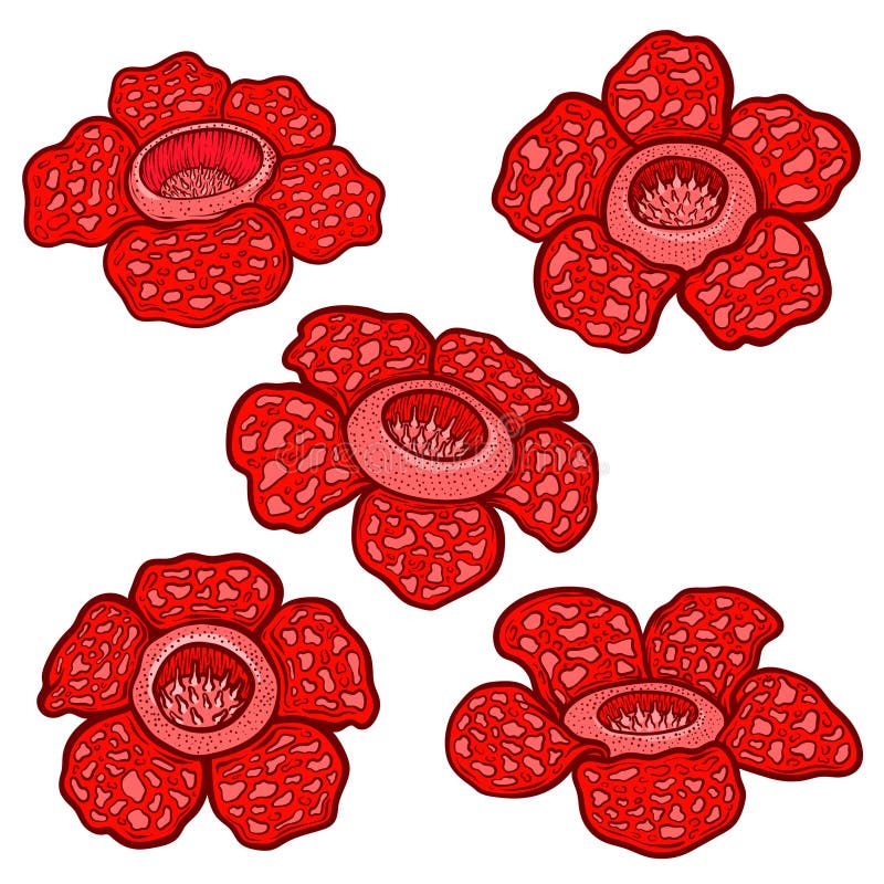 Rafflesia Arnoldii Colorful Tropical Flower Illustration Illustration ...
