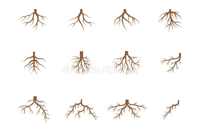 Set of Brown Tree Roots in Various Shapes Stock Illustration ...