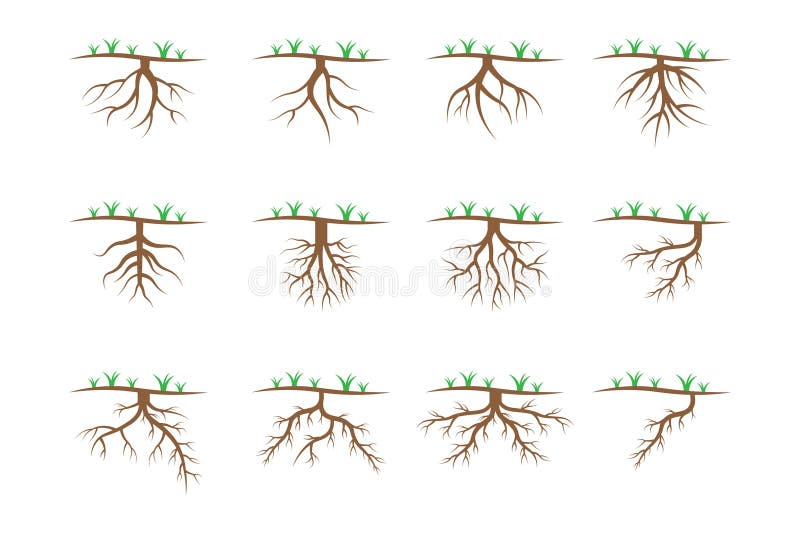Set of Tree Roots in Various Shapes Stock Illustration - Illustration ...