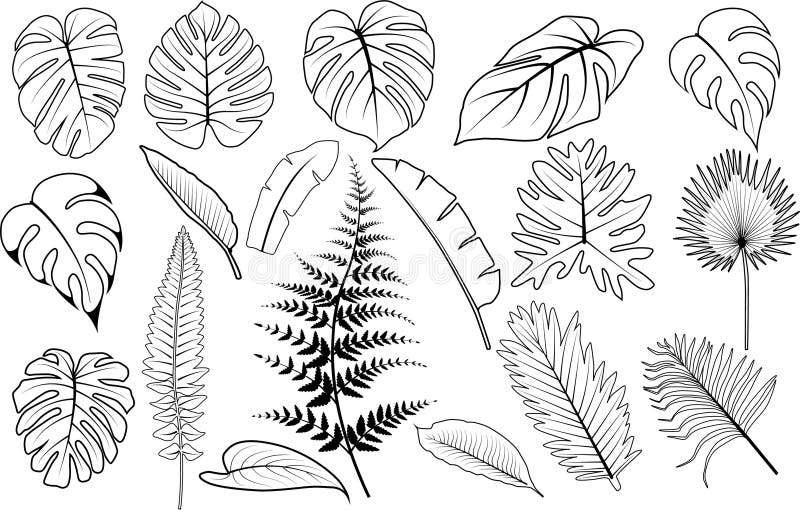 Tropical Leaves Outline, Tropical Leaves, Tropical Leaf, Jungle Leaves ...