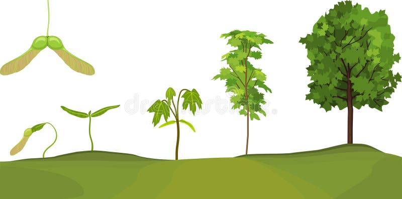 Maple Tree Life Cycle Autumn Blaze® Red Maple Trees For Sale