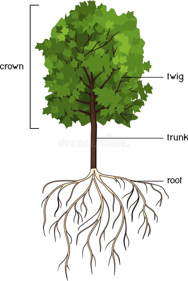Morphology of Tree with Green Crown, Root System, and Titles Stock ...