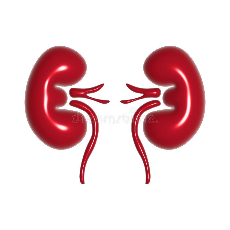 Two Stylized Red Kidneys are Displayed with Their Ureters Extending ...
