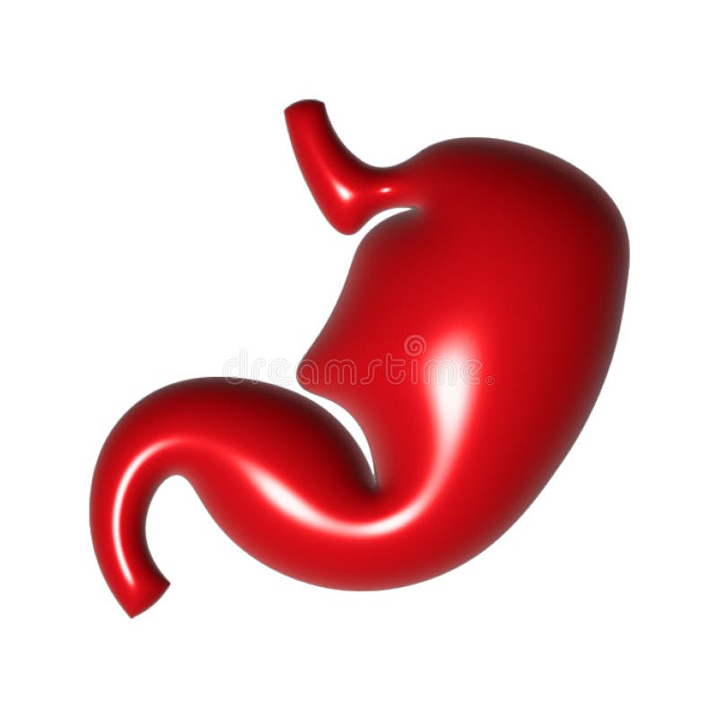 Red 3D Model of a Human Stomach on a White Background. Stock ...