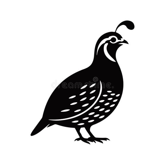 Cute Quail Bird Vector Illustration Stock Vector - Illustration of ...