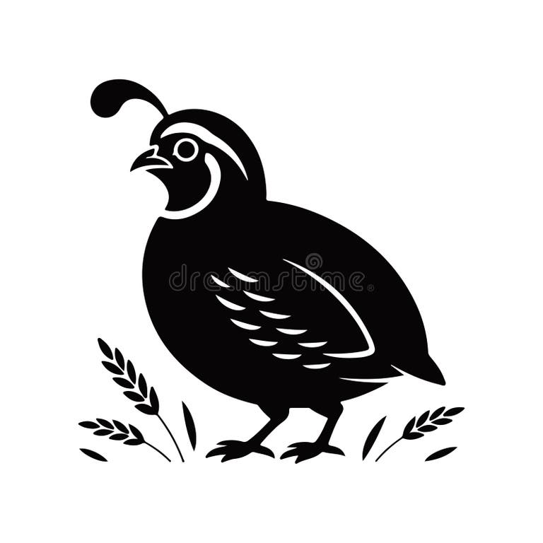 Hand-Drawn Quail Bird Vector Art Stock Vector - Illustration of wild ...
