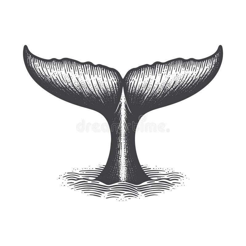 Vintage Dolphin Front View Vector Icon Illustration. Stock Vector ...