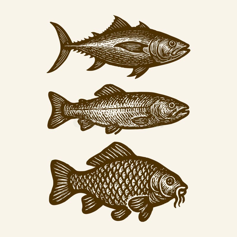 Vintage Fish and Chips Retro Seafood Restaurant Sign. Vector ...