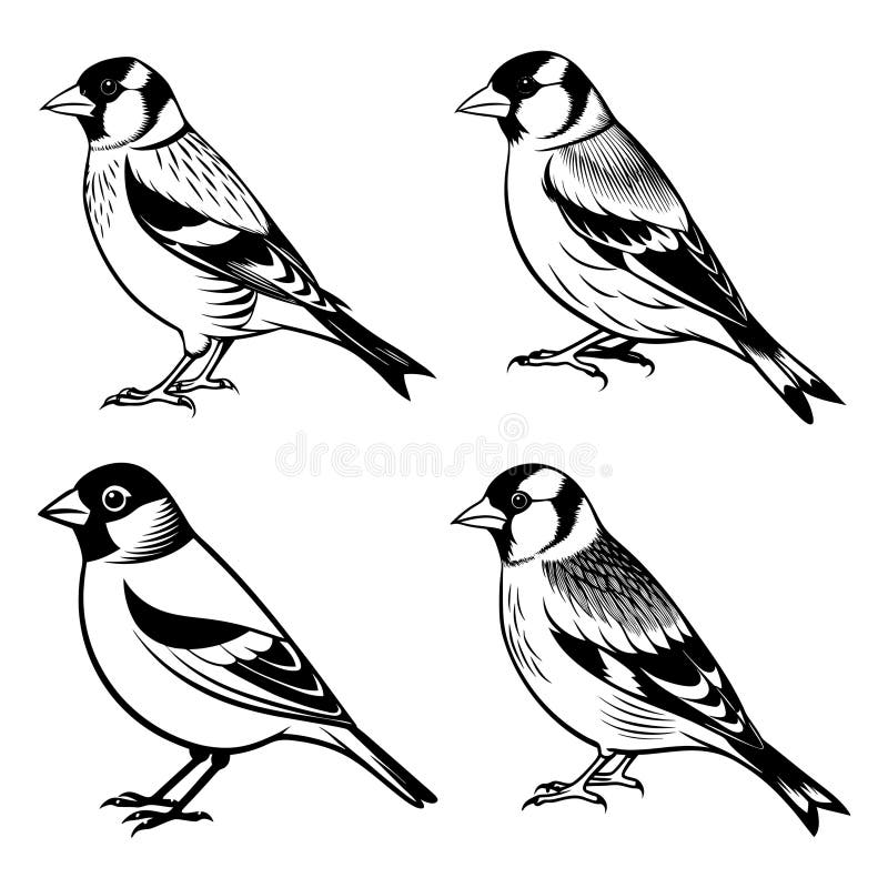 Realistic Goldfinch Bird Illustrations in Black and White Line Art with ...