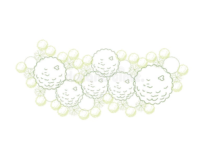 Architecture Drawing Plant Tree Top View Plan Greenery Vegetation ...