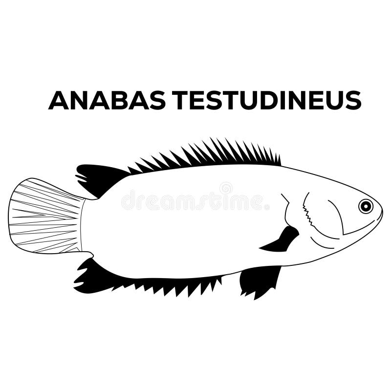Anabas Testudines Climbing Perch Fish Vector Outline Black and White ...