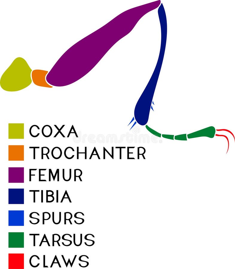Typical Insect Anatomy Stock Illustrations – 95 Typical Insect Anatomy ...
