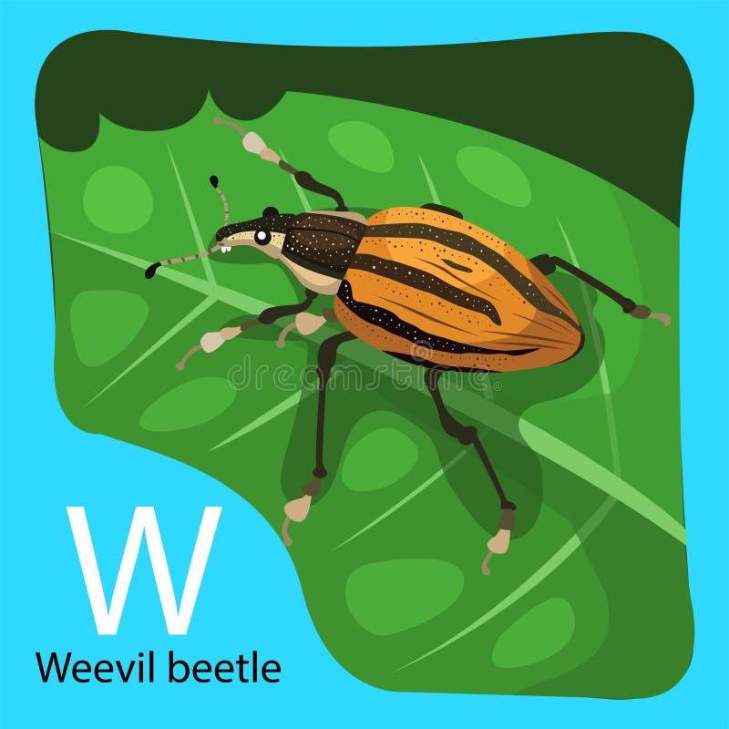 Illustrator of W is Weevil Beetle Stock Vector - Illustration of text ...