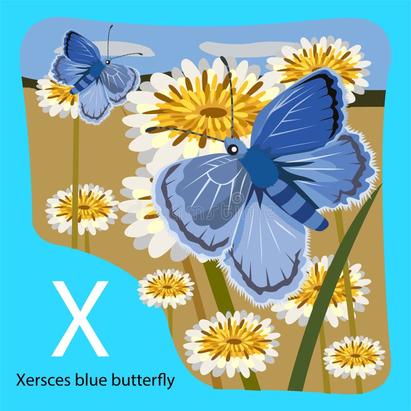 Illustrator of X is Xerces Blue Butterfly Stock Vector - Illustration ...